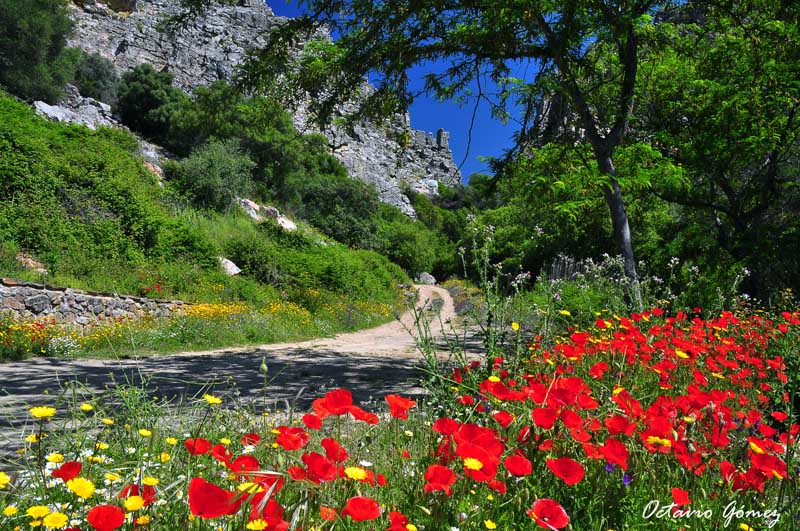 Colorido primaveral Imagen & Foto | paisajes, campo, naturaleza Fotos ...