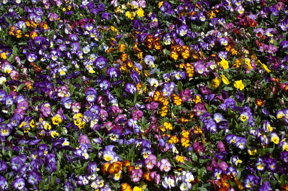 Colorines Imagen & Foto | plantas, flores, naturaleza Fotos de ...