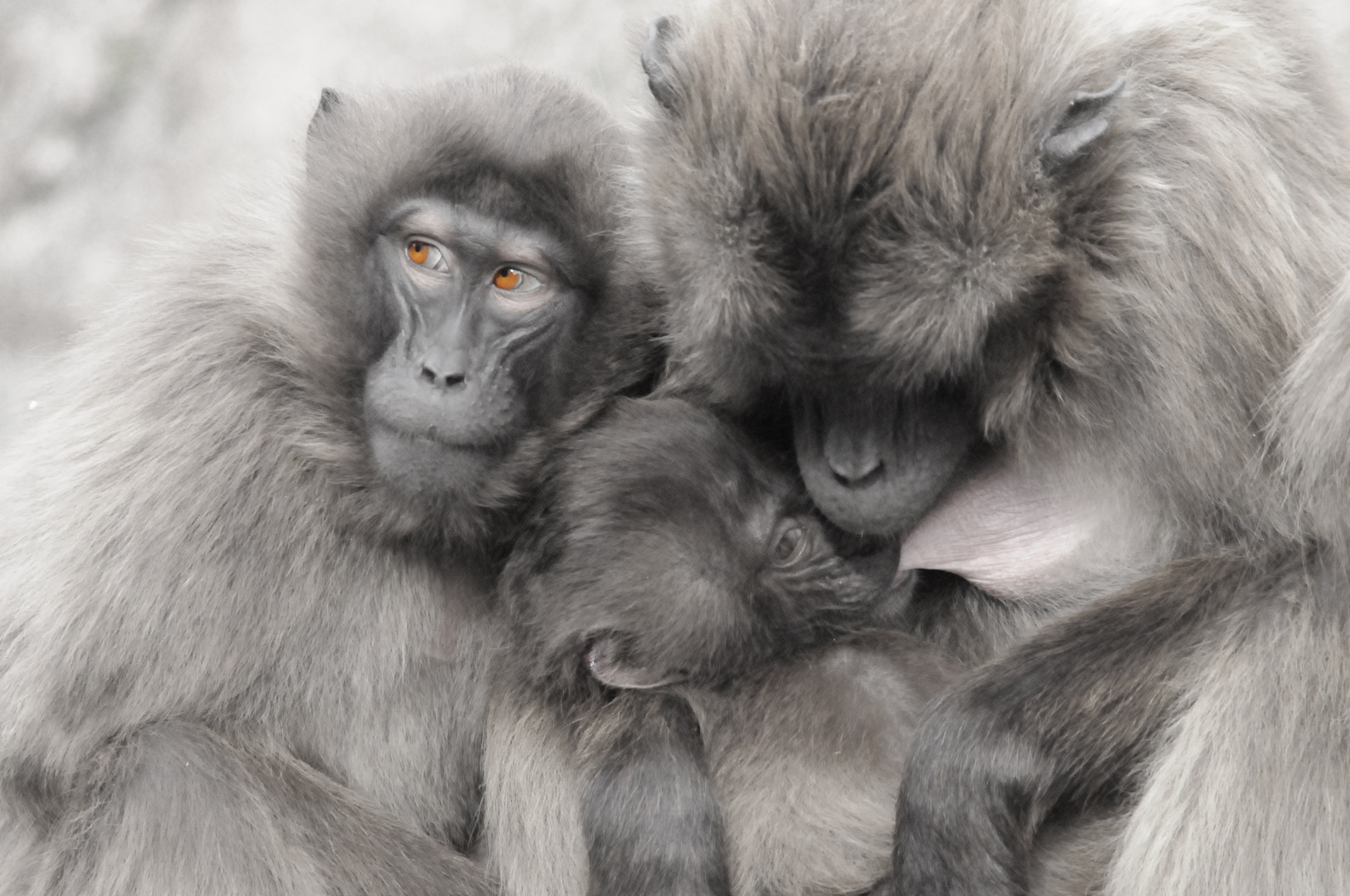 Colorkey Foto & Bild | tiere, zoo, wildpark & falknerei, säugetiere ...