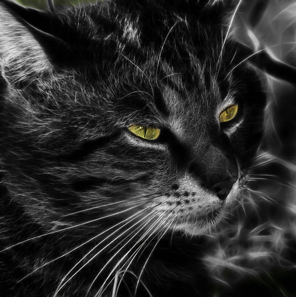 Colorkey Foto & Bild | colorkey, bearbeitungs - techniken, experimente Bilder auf fotocommunity