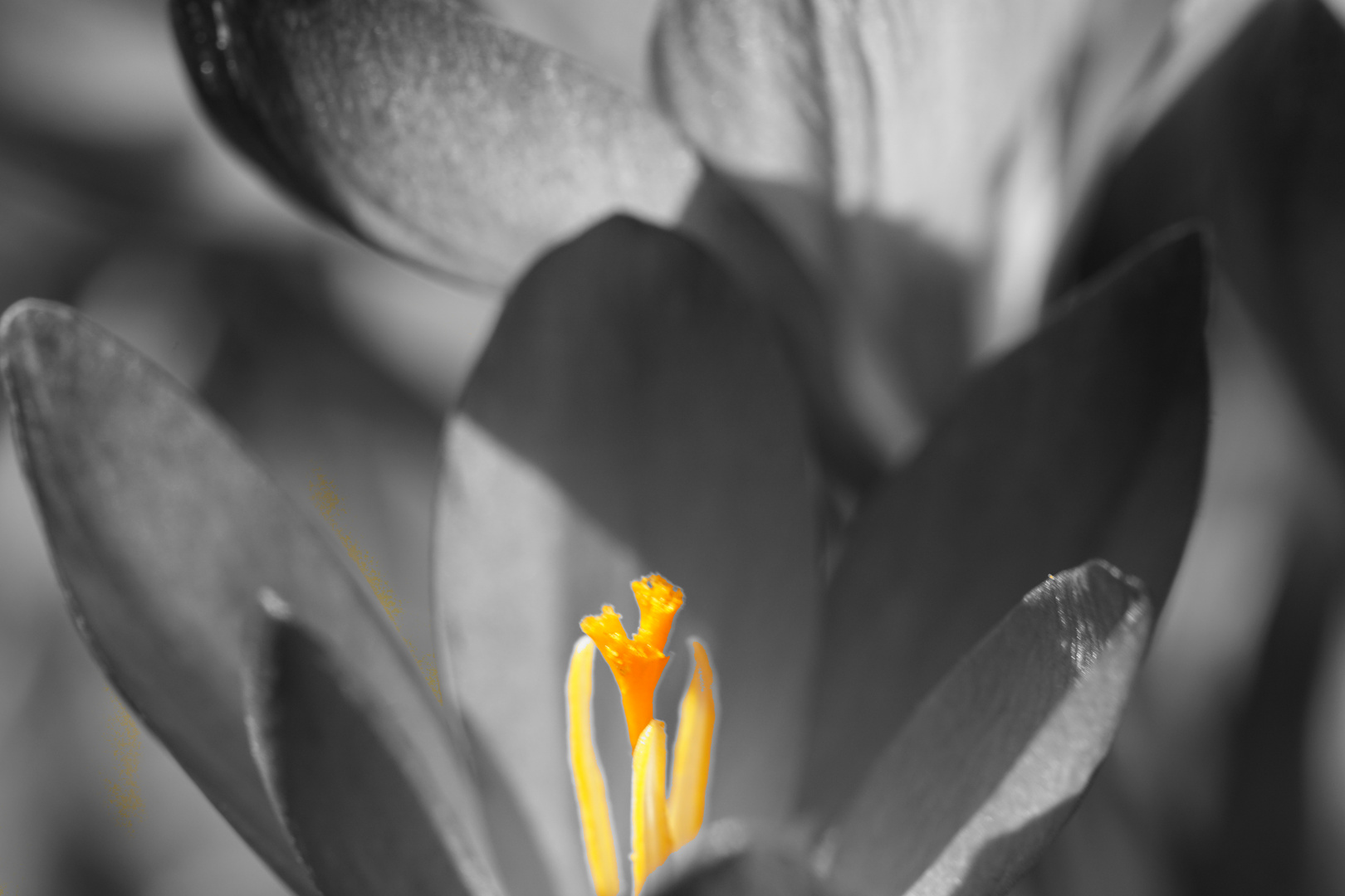 Colorkey Foto & Bild | colorkey, bearbeitungs - techniken, natur Bilder auf fotocommunity