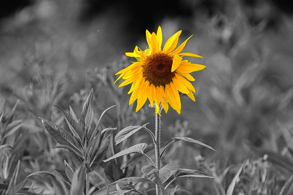 Colorkey Foto & Bild | stillleben, pflanzen, pilze & flechten, blüten ...