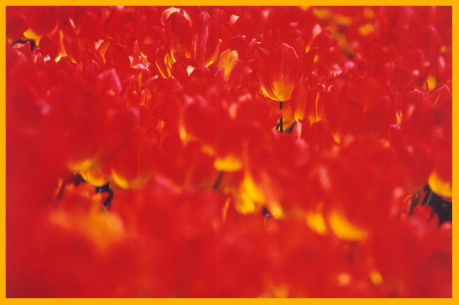 Colors of nature: RED Foto & Bild | pflanzen, pilze & flechten, blüten ...