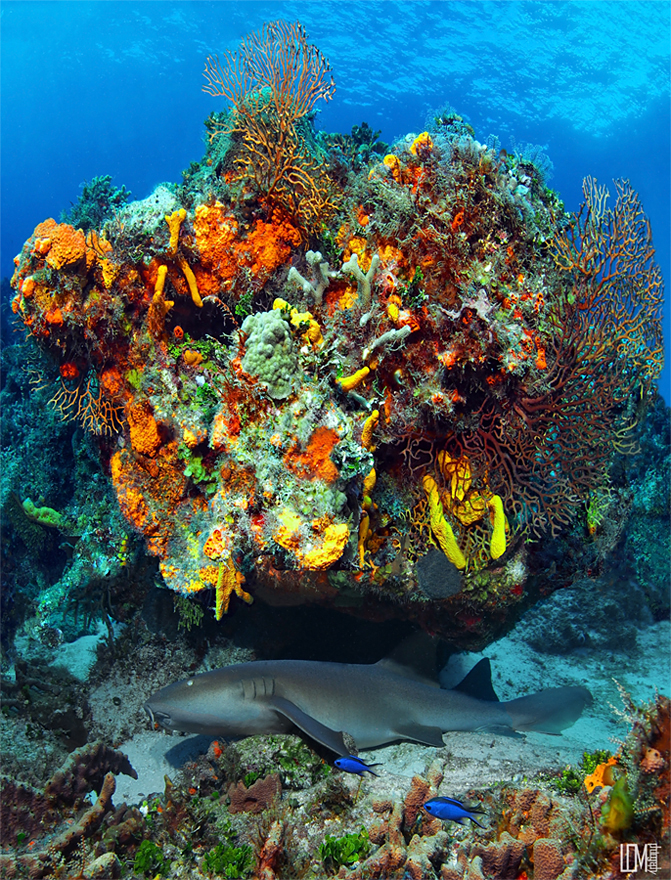 Colors of the Caribbean Foto & Bild | unterwasser, uw-salzwasser, natur ...