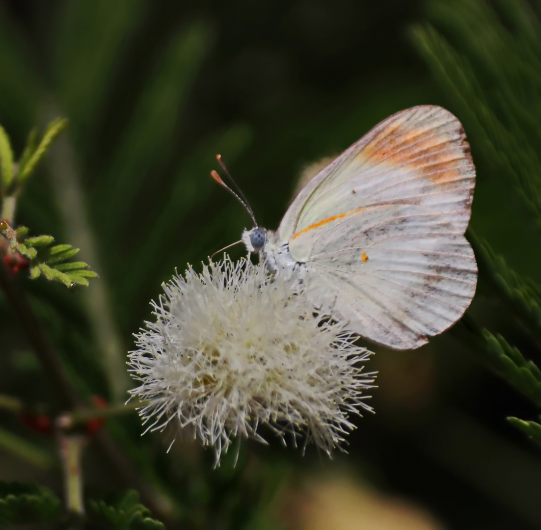 Colotis euippe omphale,smoky orange tip Foto & Bild | natur, afrika ...