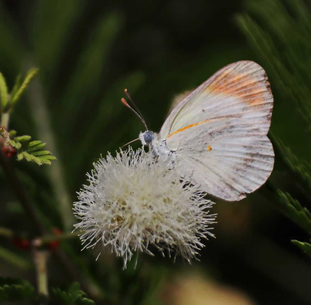 Colotis euippe omphale,smoky orange tip Foto & Bild | natur, afrika ...