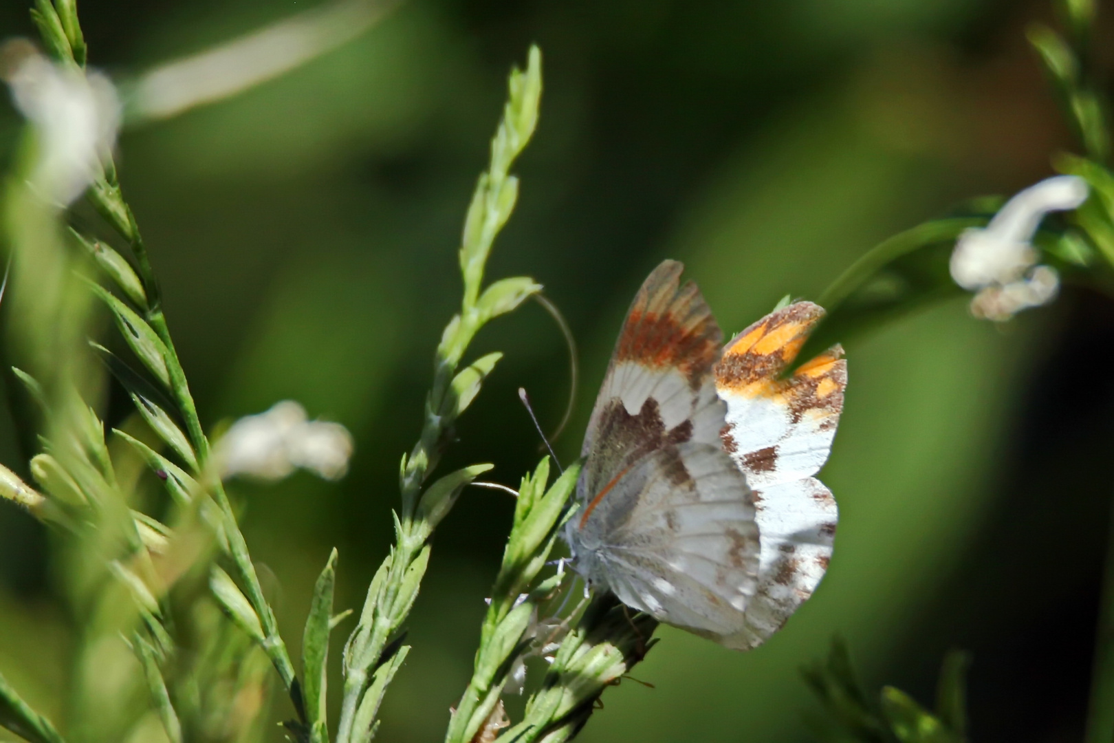 colotis euippe,Round-winged Orange Tip Nr.1 Foto & Bild | natur, afrika ...