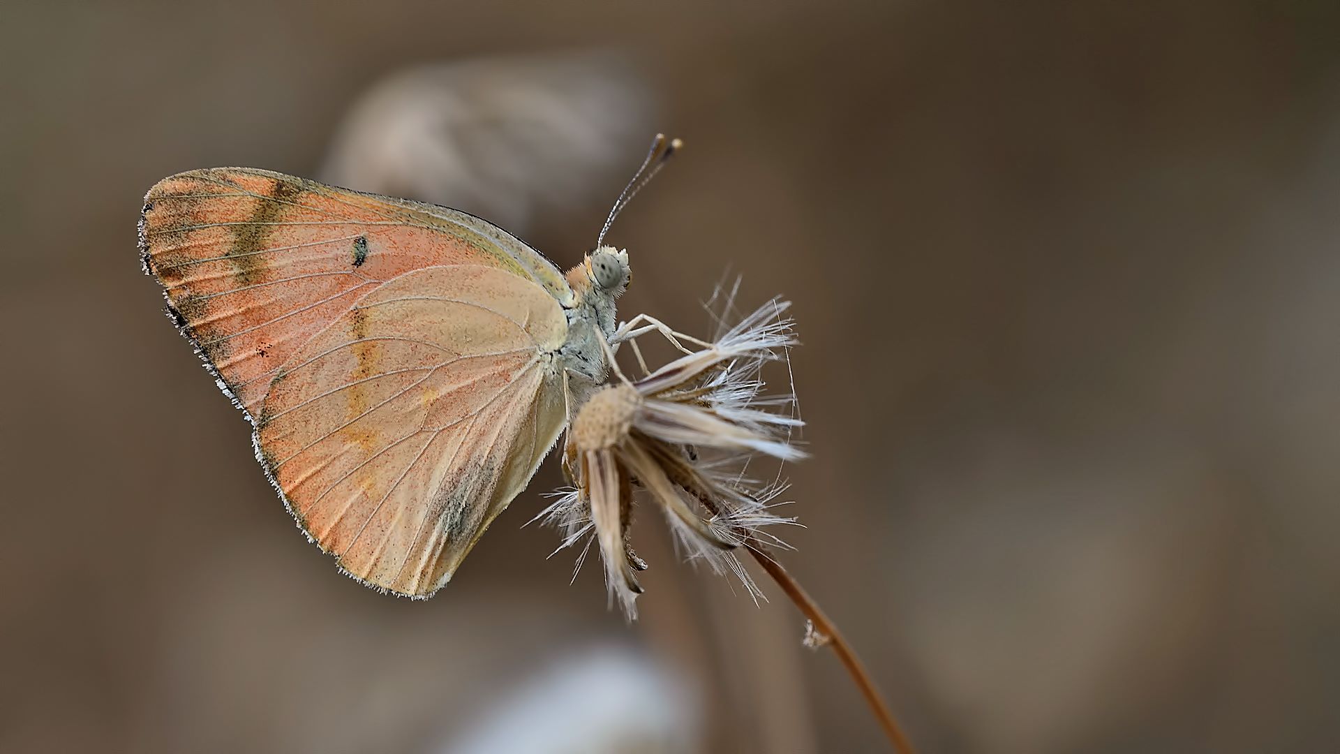 Colotis fausta Foto & Bild | makro, natur, papillon Bilder auf ...