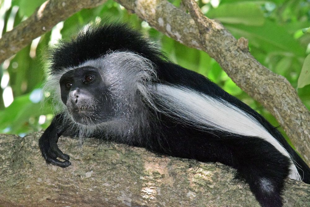 Colubus Foto & Bild | africa, eastern africa, kenya Bilder auf ...