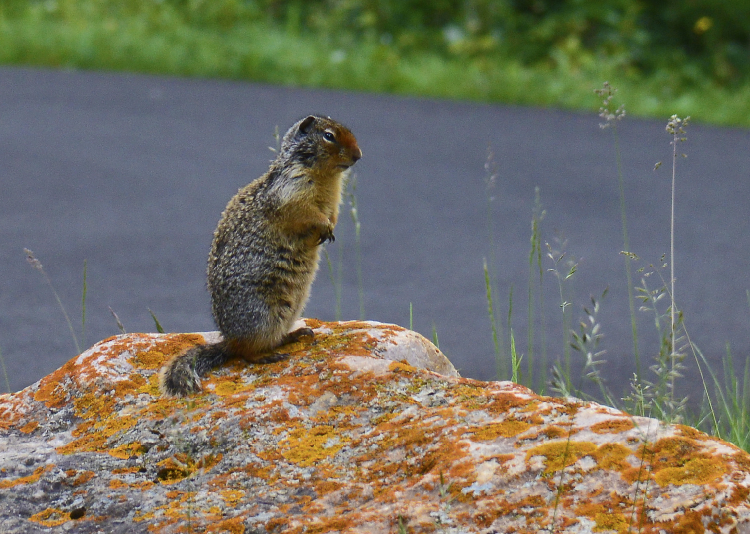 Columbian Ground Squirrel Foto & Bild | world, nager, natur Bilder auf ...
