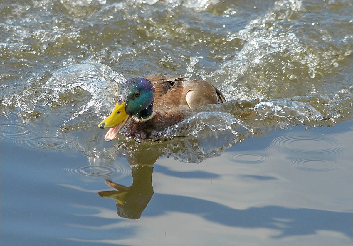 Colvert photo et image | oiseaux, nature, campagne Images fotocommunity