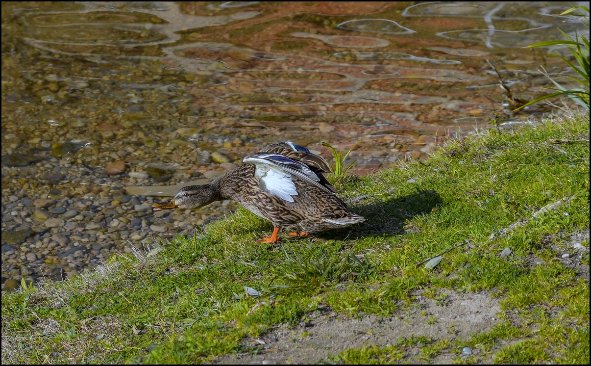 Colvert photo et image | oiseaux, nature, animaux Images fotocommunity