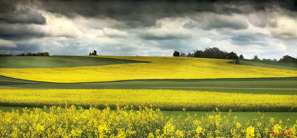 Colzas photo et image | animations photographiques, un jour - une ...