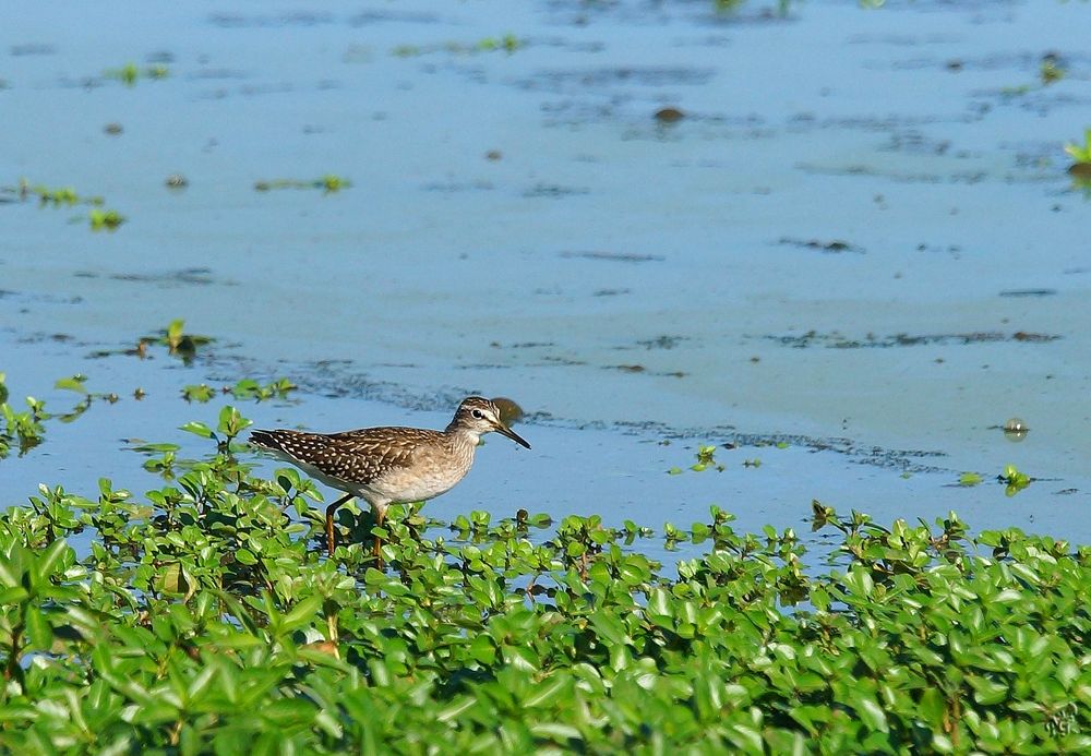 Combattant varié ? photo et image | animaux, animaux sauvages, oiseaux ...