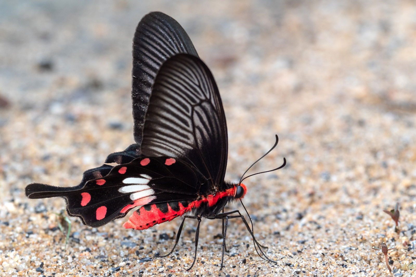 Common Rose Foto & Bild | asia, thailand, tiere Bilder auf fotocommunity