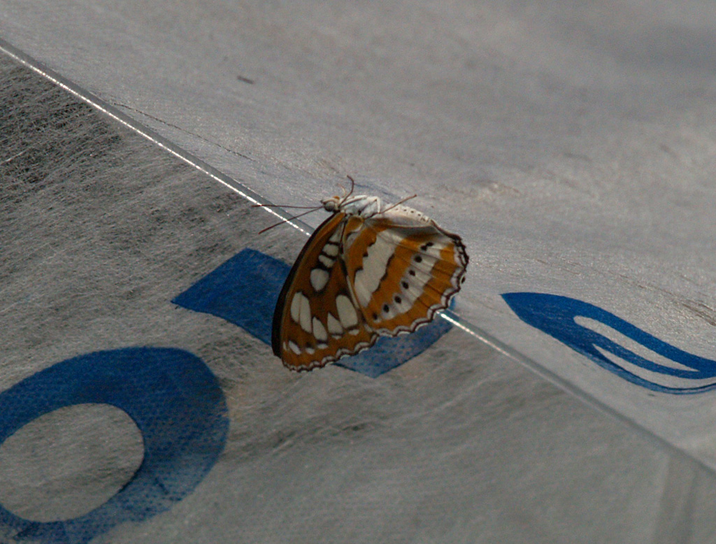 common sergant athyma perius Foto & Bild | schmetterlinge, natur ...