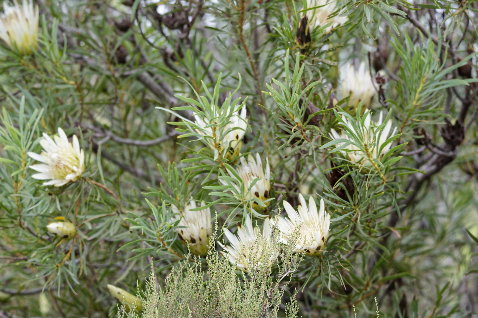 Common Sugarbush Foto & Bild | africa, southern africa, south africa ...