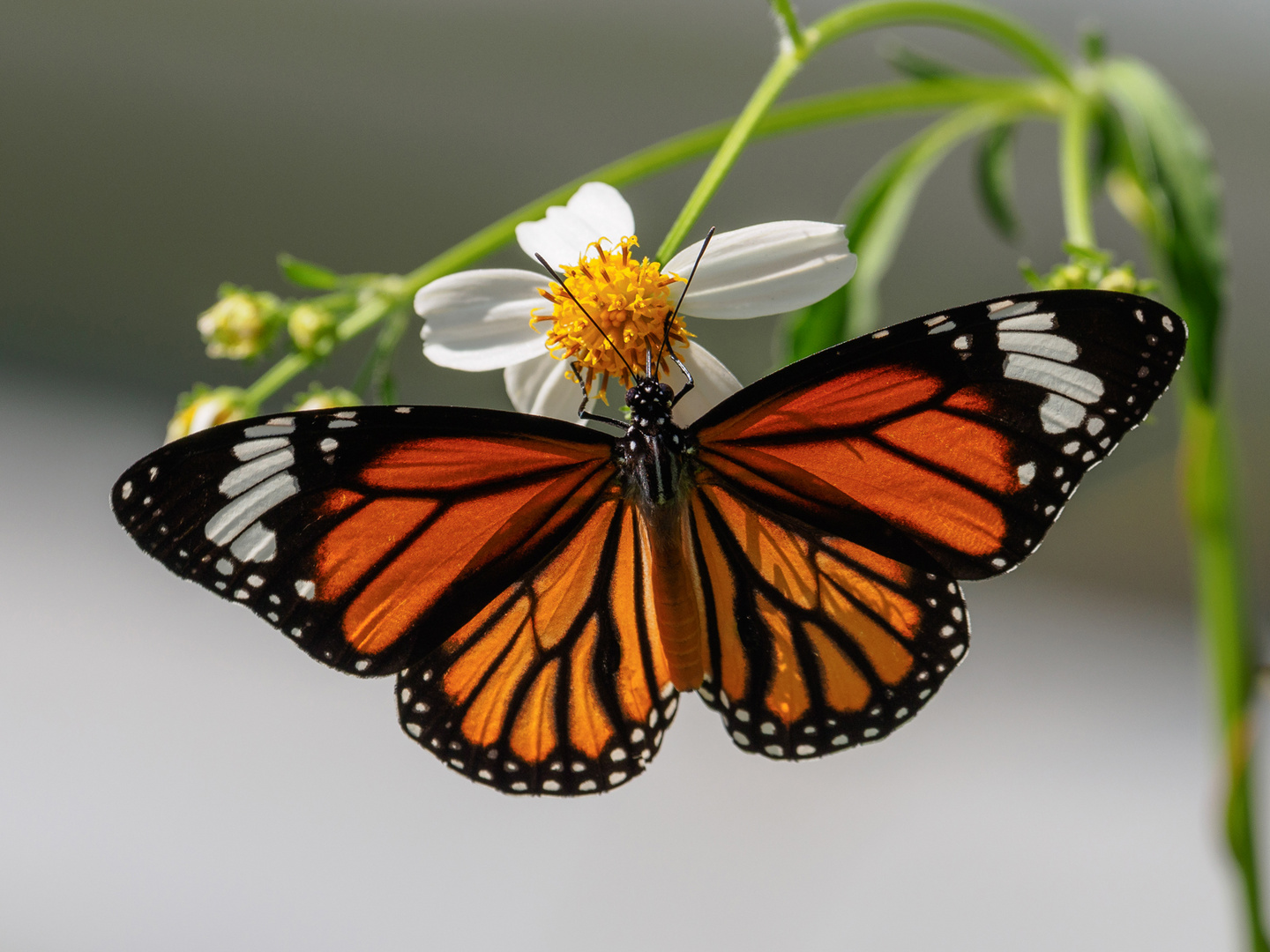 Common Tiger Foto & Bild | asia, thailand, tiere Bilder auf fotocommunity