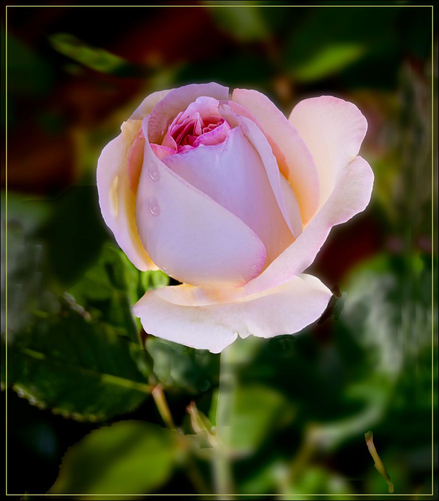 Como la luz deldia ! Foto & Bild | macro , natur, macro Bilder auf ...