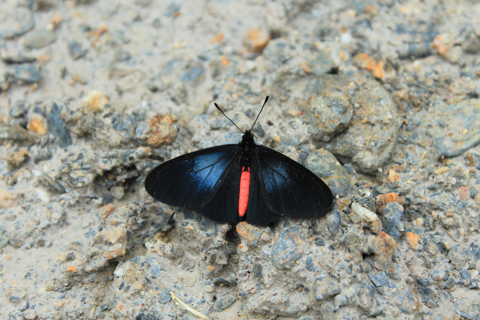 Como un hada Azul Imagen & Foto | animales, invertebrados , macros ...