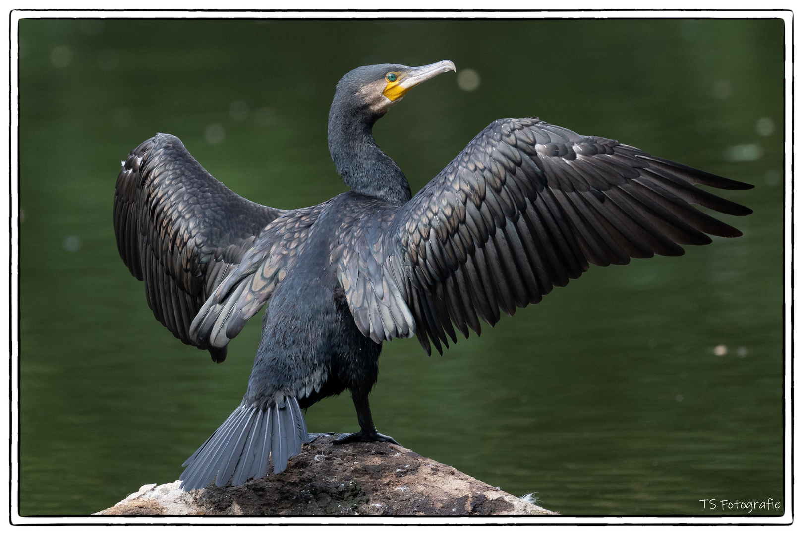 Comoran Foto & Bild | natur, tiere, wildlife Bilder auf fotocommunity