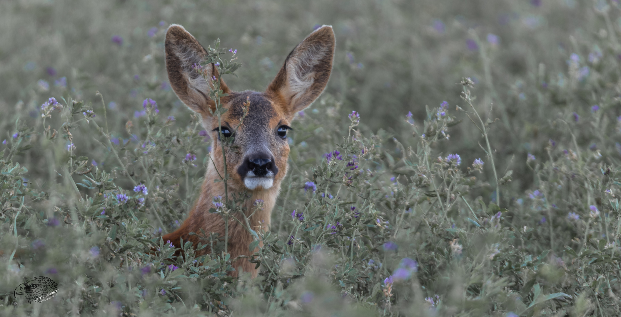 Completely relaxed Foto & Bild | animaux, animaux sauvages, rehe Bilder ...