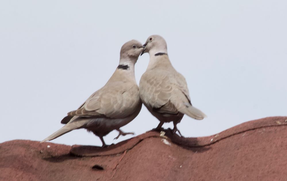 COMPORTAMIENTO DE CORTEJO. Imagen & Foto | animales, aves, fotos Fotos ...