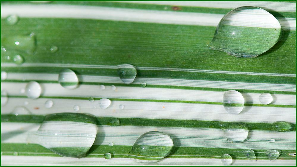 Composition aqueuse - Image & Photo de Gaby31 de Concours Transparence ...