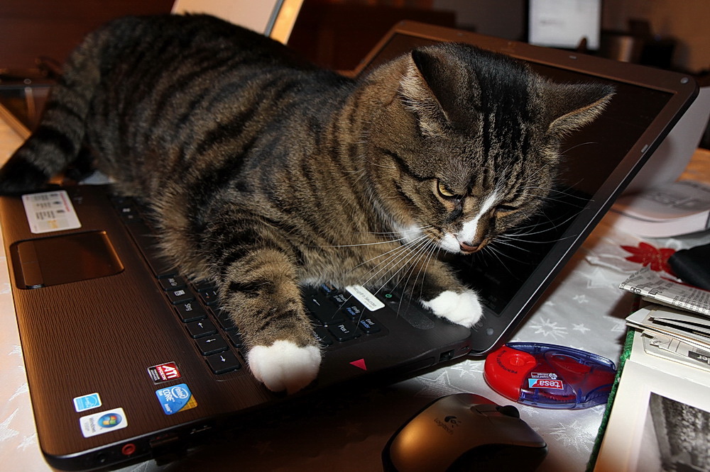 Computer-Katze Foto & Bild | tiere, haustiere, katzen Bilder auf ...