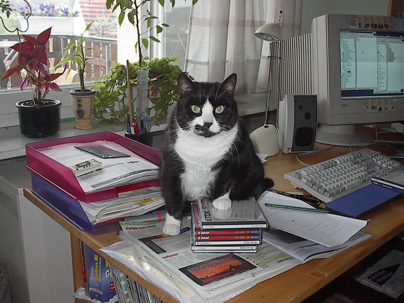 Computer-Katze Foto & Bild | stillleben, motive Bilder auf fotocommunity