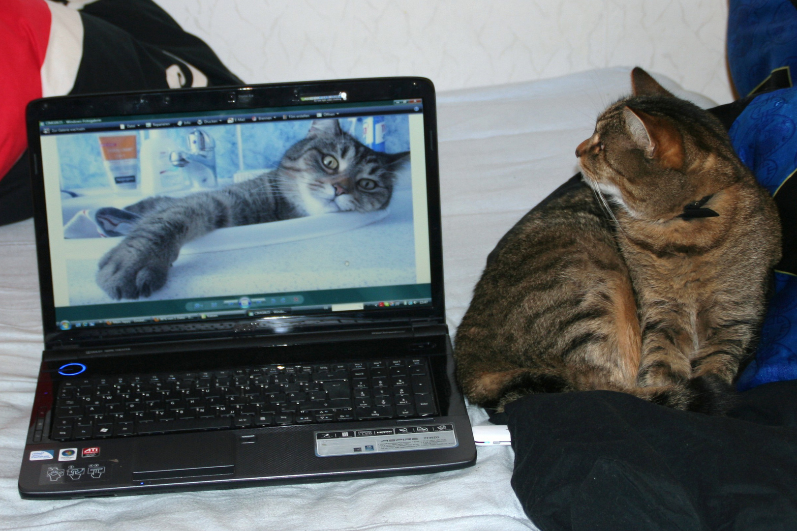 Computerkatze Foto & Bild | fotos, katzen, computer Bilder auf ...