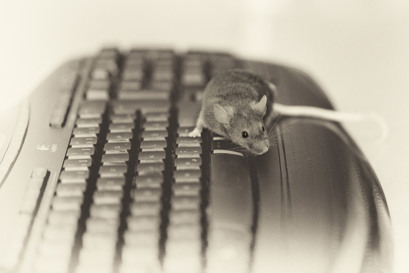Computermaus Foto & Bild | tiere, natur, tastatur Bilder auf fotocommunity