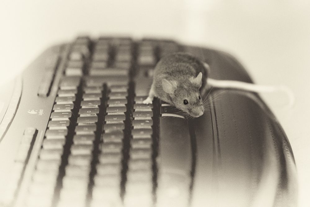 Computermaus Foto & Bild | tiere, natur, tastatur Bilder auf fotocommunity