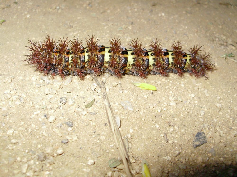 Concuna Imagen & Foto | animales, naturaleza Fotos de fotocommunity