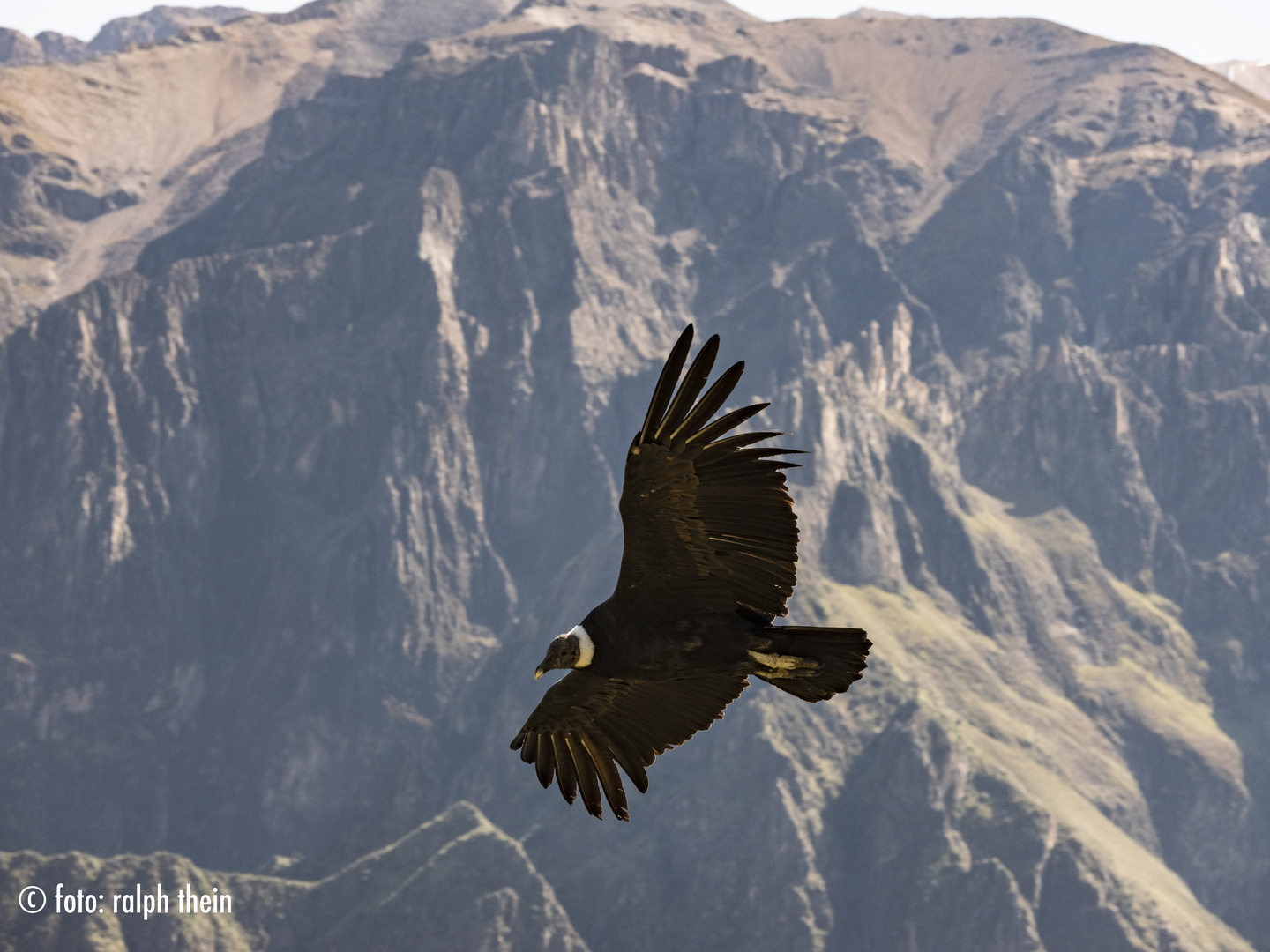 Condor Foto & Bild | world, natur, tiere Bilder auf fotocommunity