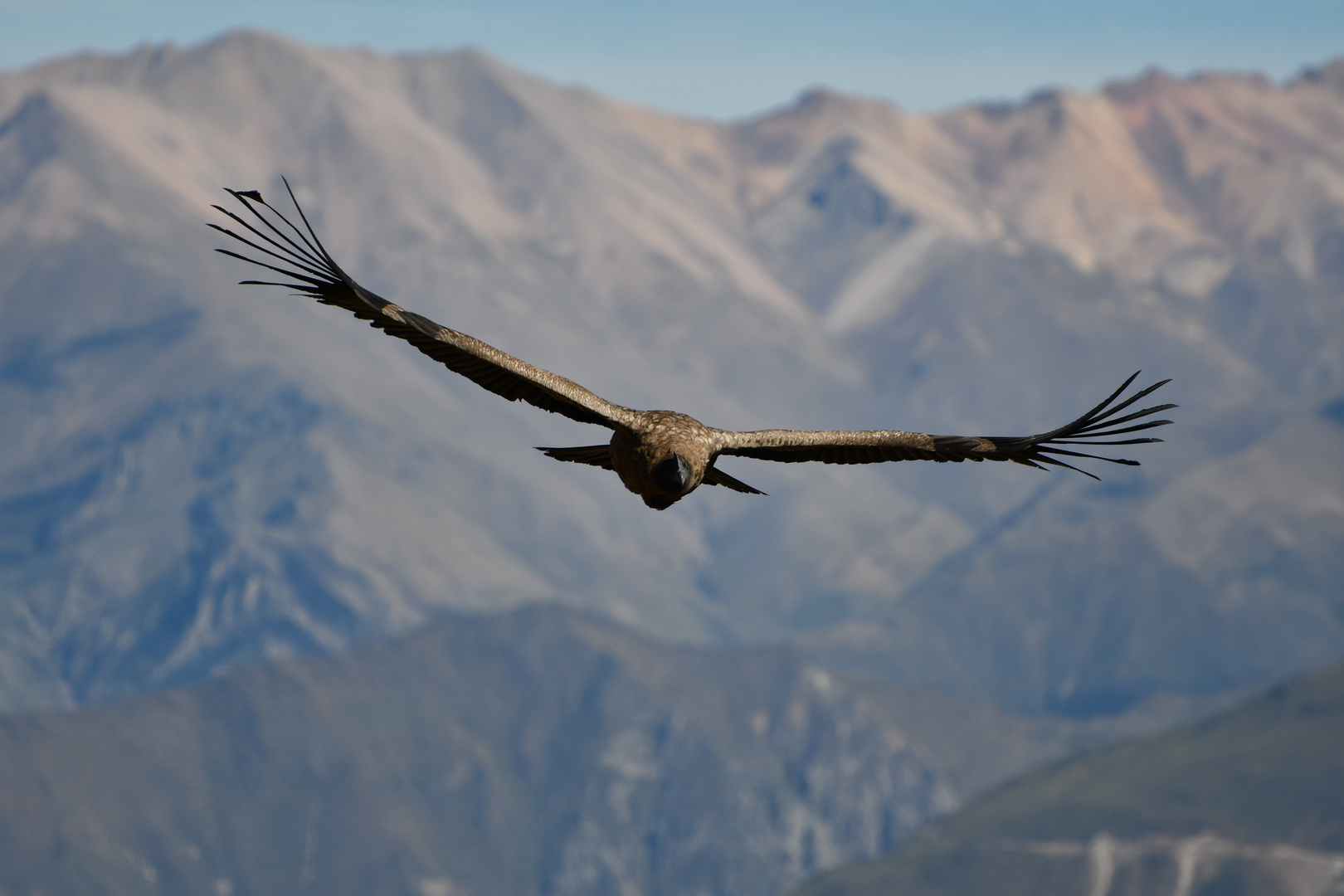 Condor Colca Canyon Peru Foto & Bild | peru, world Bilder auf fotocommunity