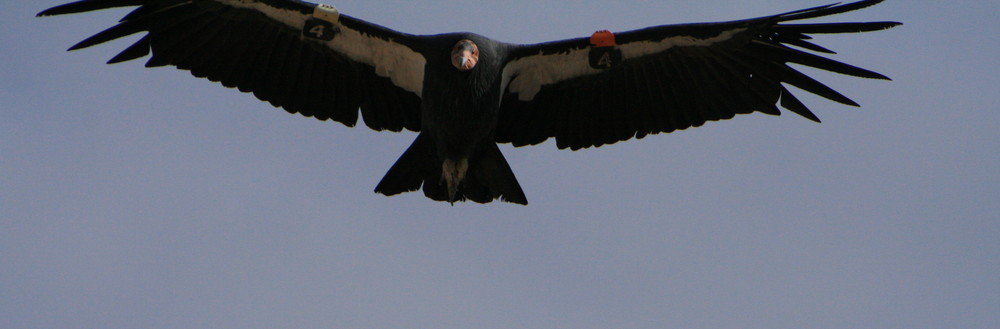 Condor Foto & Bild | tiere, wildlife, wild lebende vögel Bilder auf ...