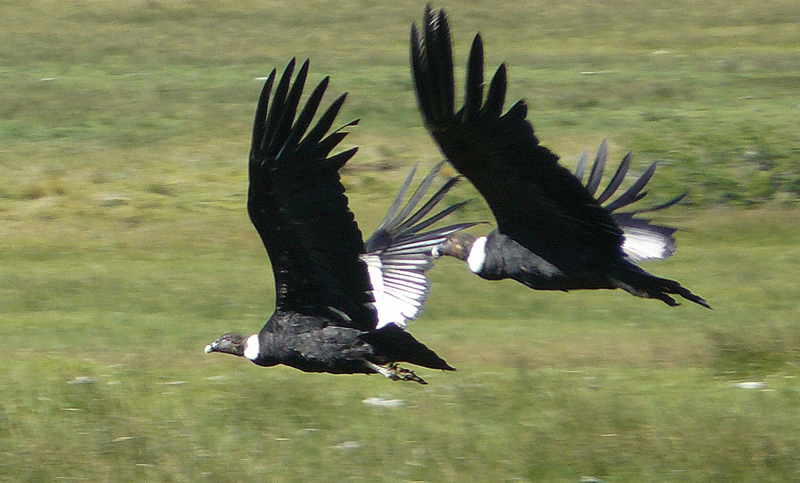 condores remontando vuelo.... Imagen & Foto | paisajes, naturaleza ...