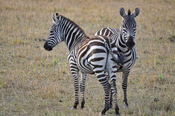 Animales salvajes Imágenes y fotos