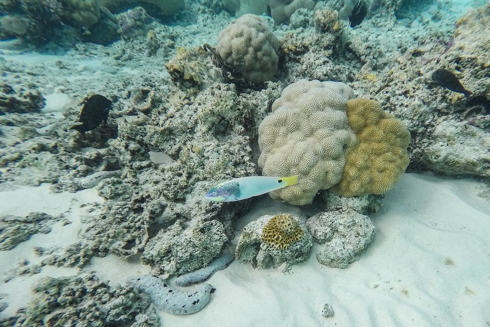 cook islands 29 Foto & Bild | australia & oceania, oceania, tiere ...