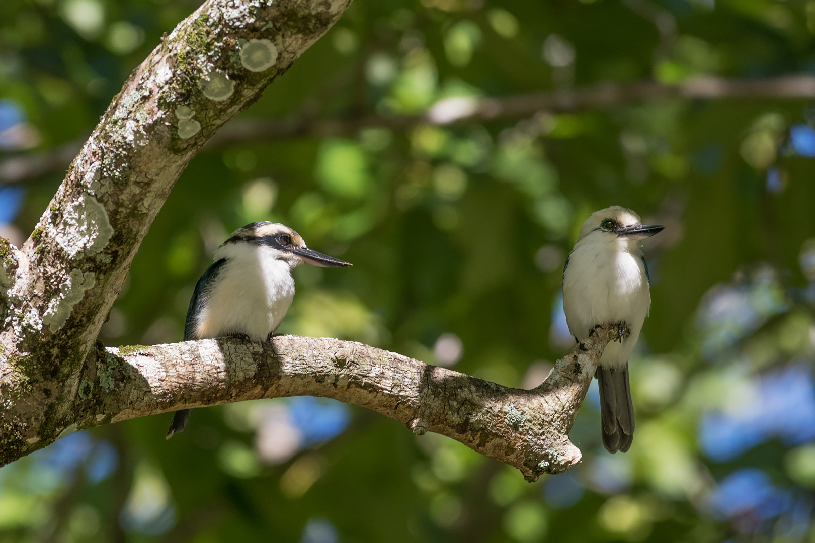 cook islands 41 Foto & Bild | australia & oceania, oceania, tiere ...