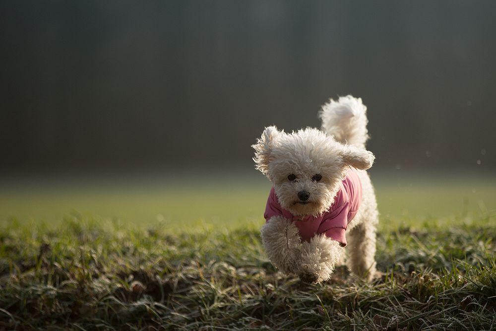 cool running Foto & Bild | tiere, haustiere, hunde Bilder auf fotocommunity