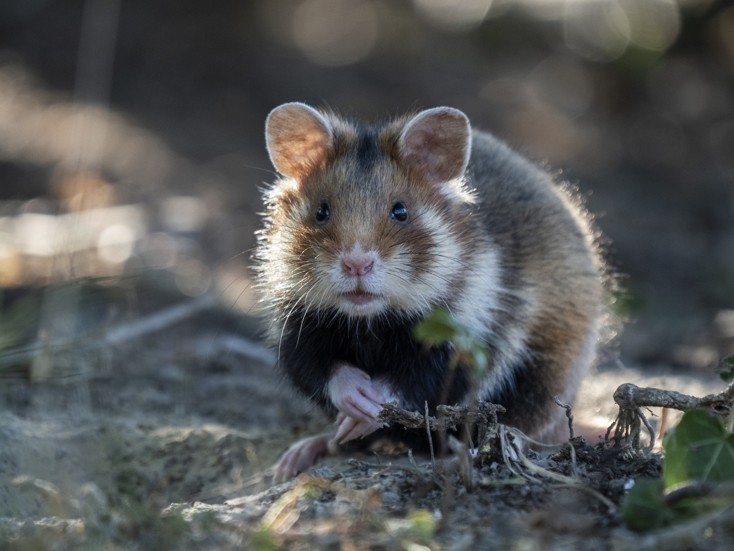 Coole Socke Foto & Bild | fotos, natur, tiere Bilder auf fotocommunity