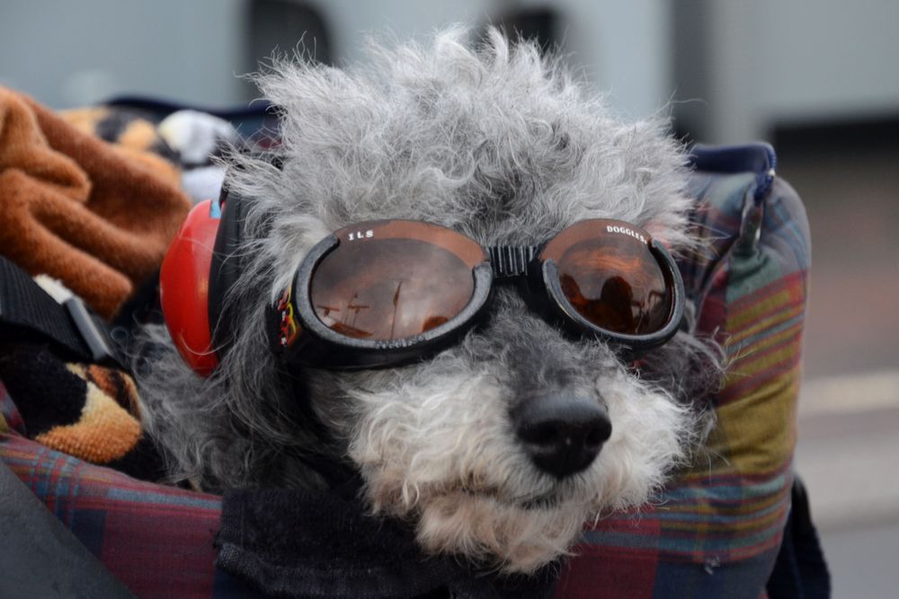 Cooler Hund Foto & Bild | tiere, haustiere, hunde Bilder auf fotocommunity