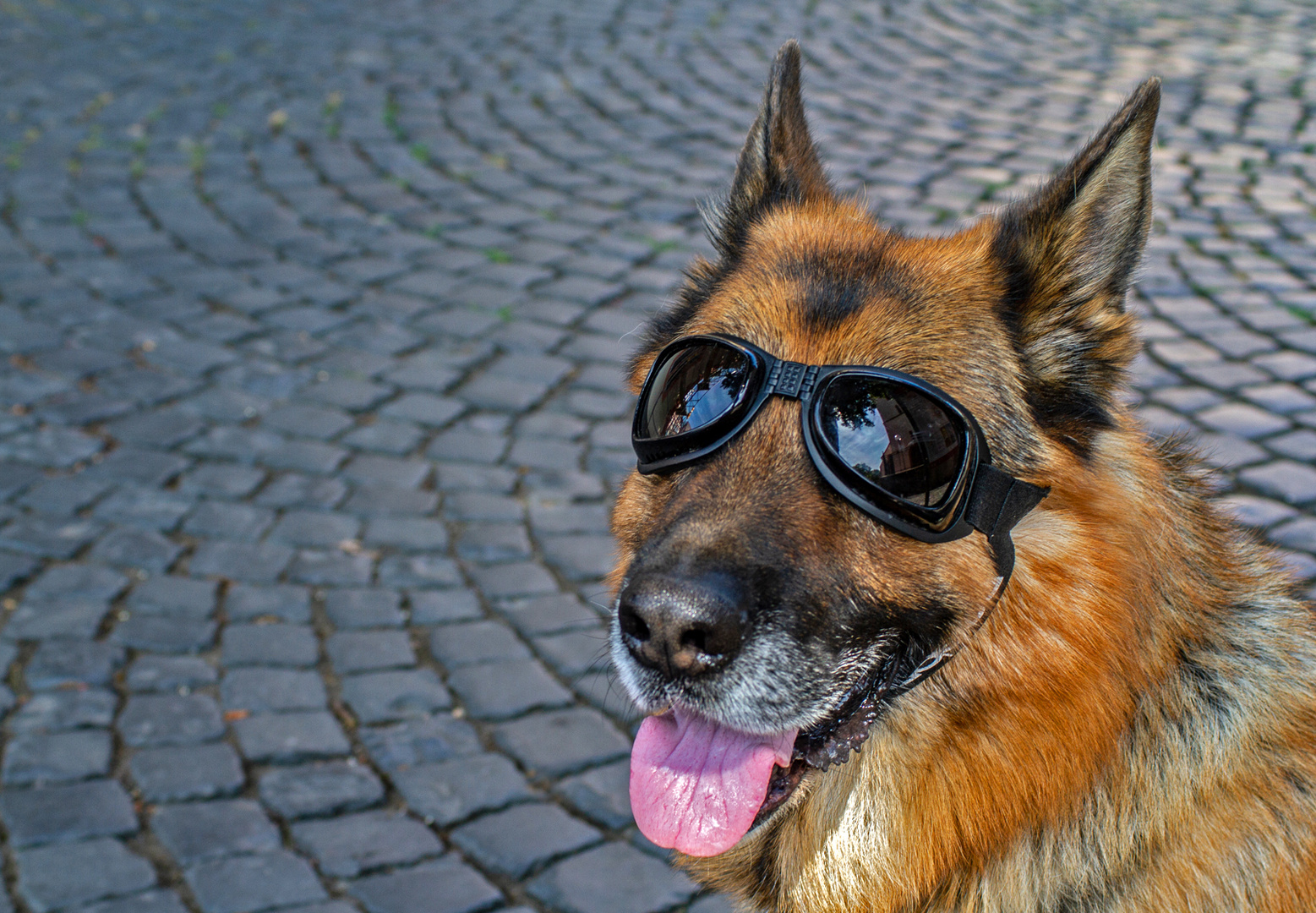 Cooler Typ Foto & Bild | tiere, haustiere, hunde Bilder auf fotocommunity