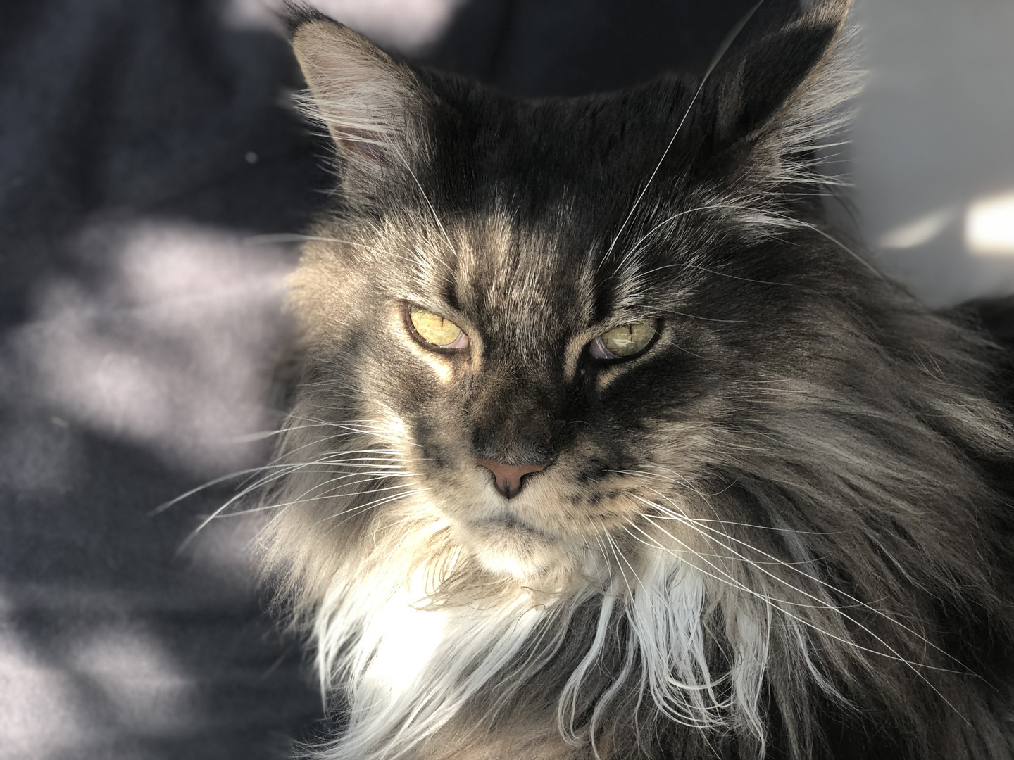 Coonie Foto & Bild | tiere, haustiere, katzen Bilder auf fotocommunity