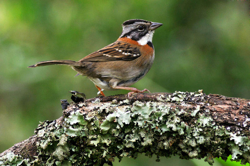 Copeton Imagen & Foto | animales, aves, naturaleza Fotos de fotocommunity