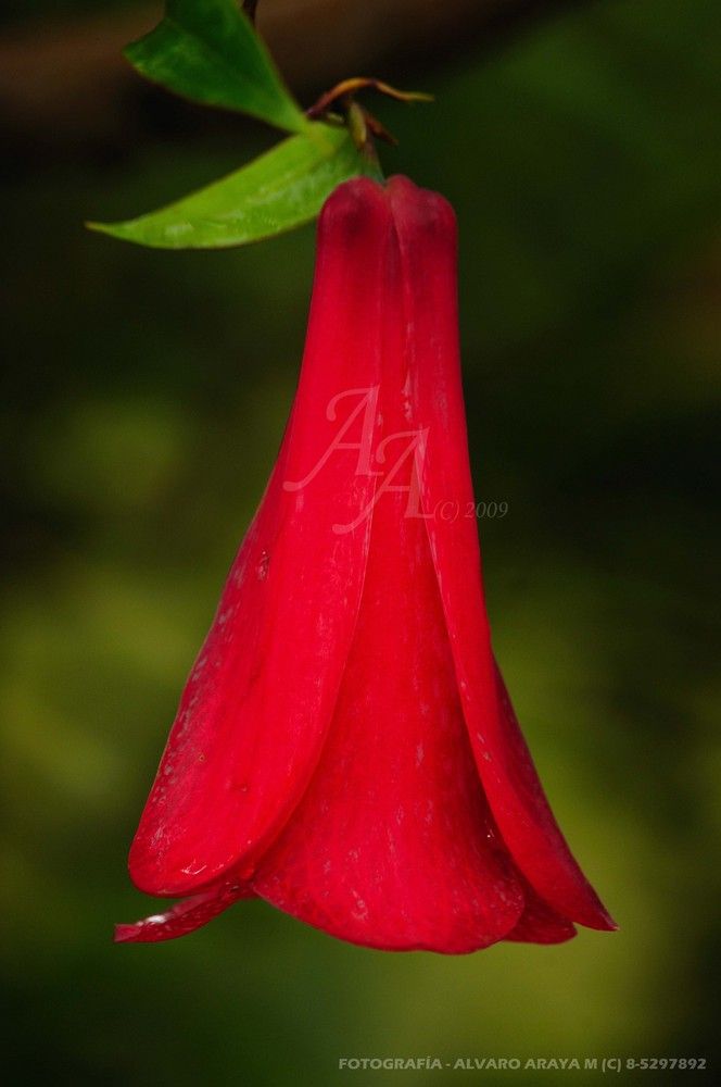 COPIHUE FLOR NACIONAL DE CHILE - Imagen & Foto de ALVARO FRANCISCO ...