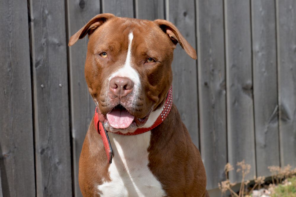 Copper Foto & Bild | tiere, haustiere, hunde Bilder auf fotocommunity