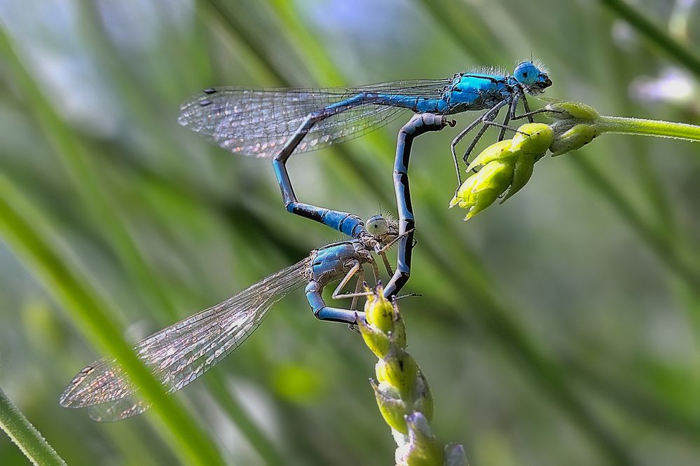 Cópula Imagen & Foto | animales, invertebrados , miscelanea Fotos de ...